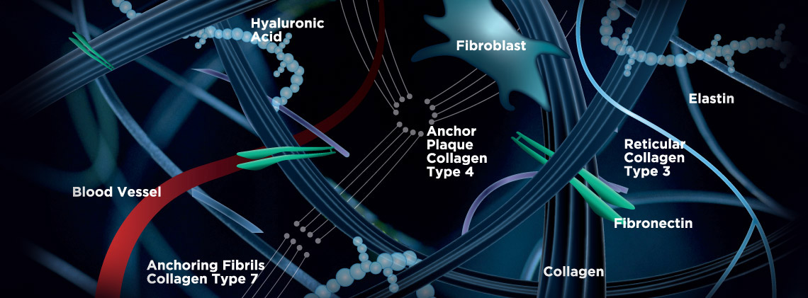 Sunekos Performa - Sunekos